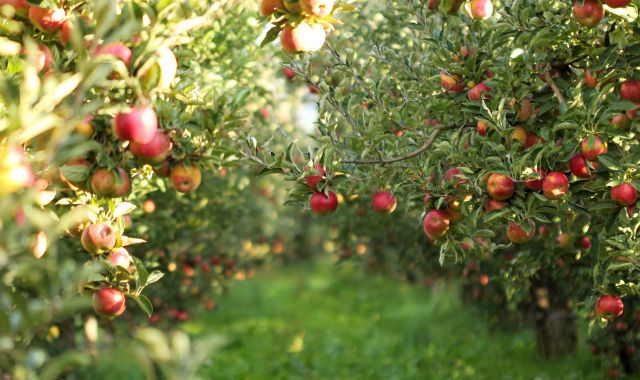 Poma de Girona, més sostenible que mai