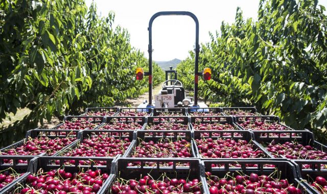 Cerima Cherries, las cerezas de la Ribera de Ebro que han...